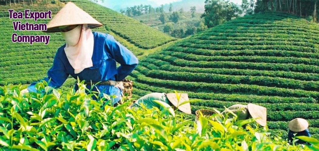 Private Label Tea Solutions: Customize Your Brand with Our Quality ...