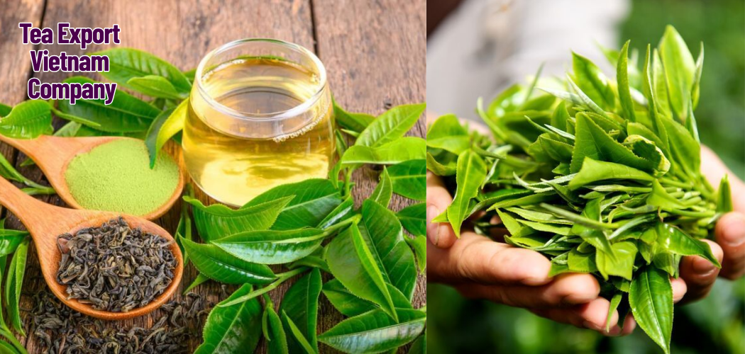 Contact Us – Your Trusted Partner in Bulk Organic Tea Export - Tea ...